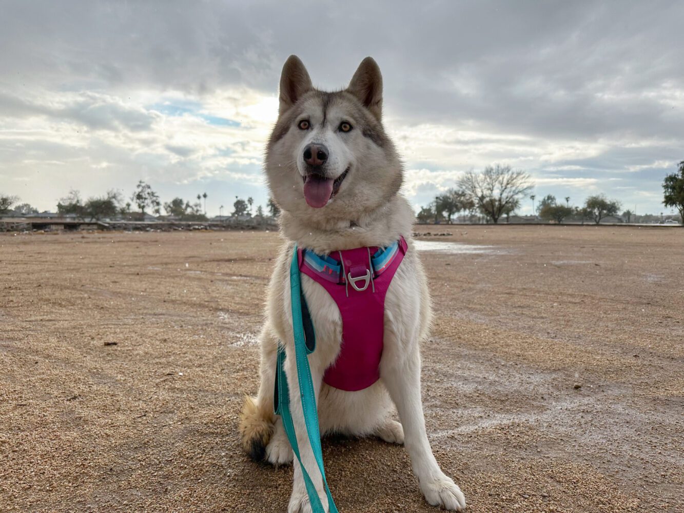 Dakota — AZ Husky Rescue