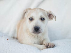 Available Siberian Huskies for Adoption - AZ Husky Rescue