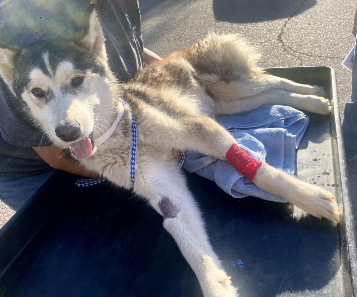 Fury — AZ Husky Rescue