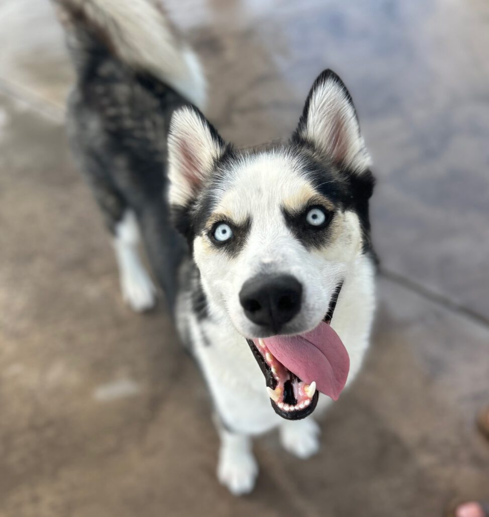 AZ Husky Rescue - Rescue and Adoption of Siberian Huskies in Arizona