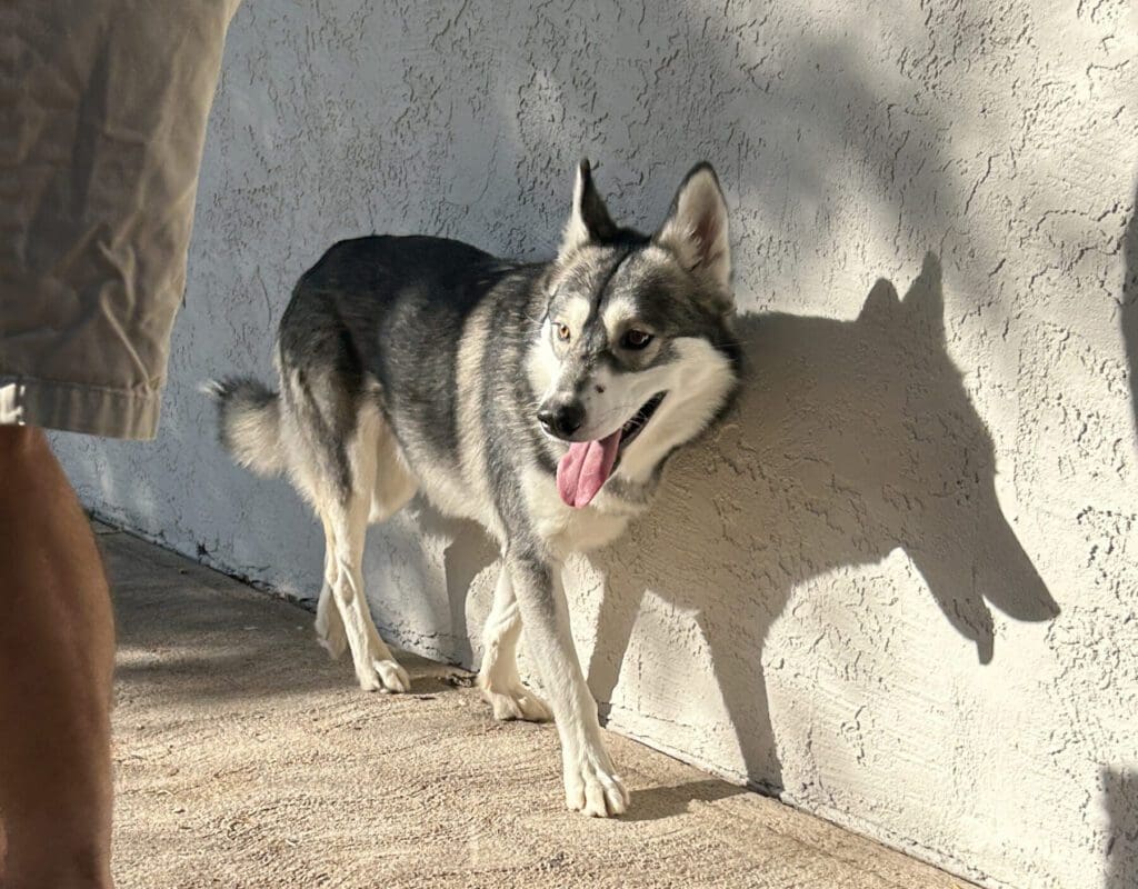 Windsor — AZ Husky Rescue