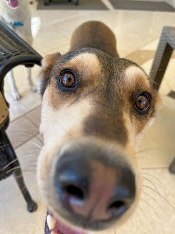 Buckeye — AZ Husky Rescue