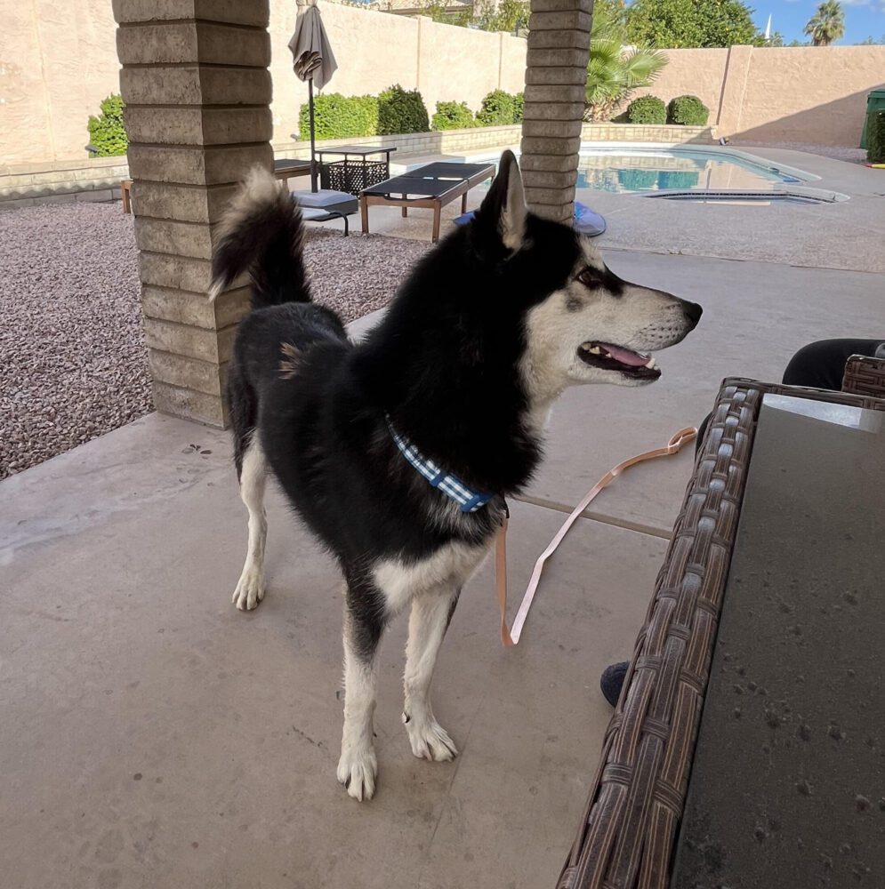 Paz — AZ Husky Rescue