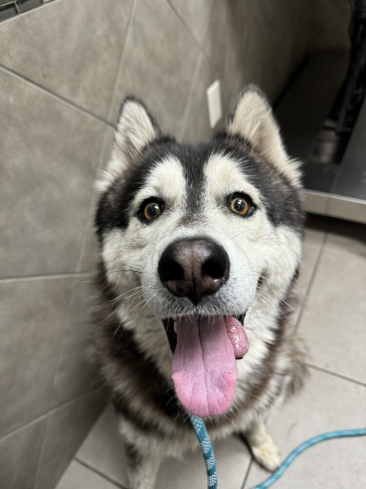 Hopper — AZ Husky Rescue
