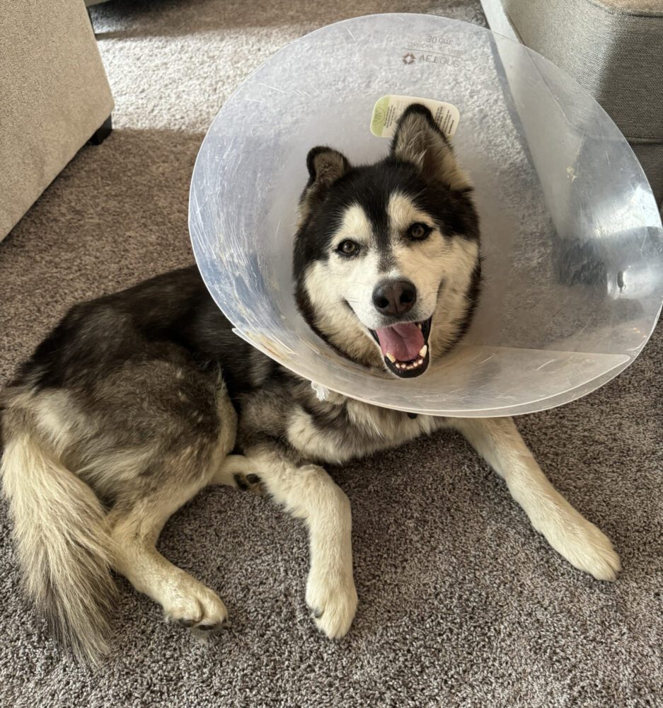 Hopper — AZ Husky Rescue