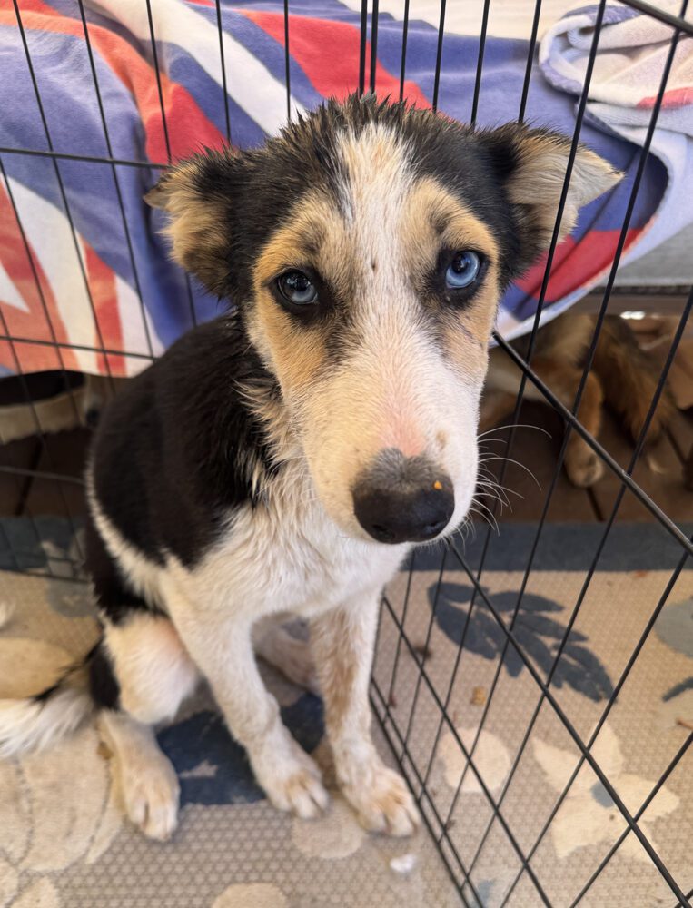 Lincoln — AZ Husky Rescue